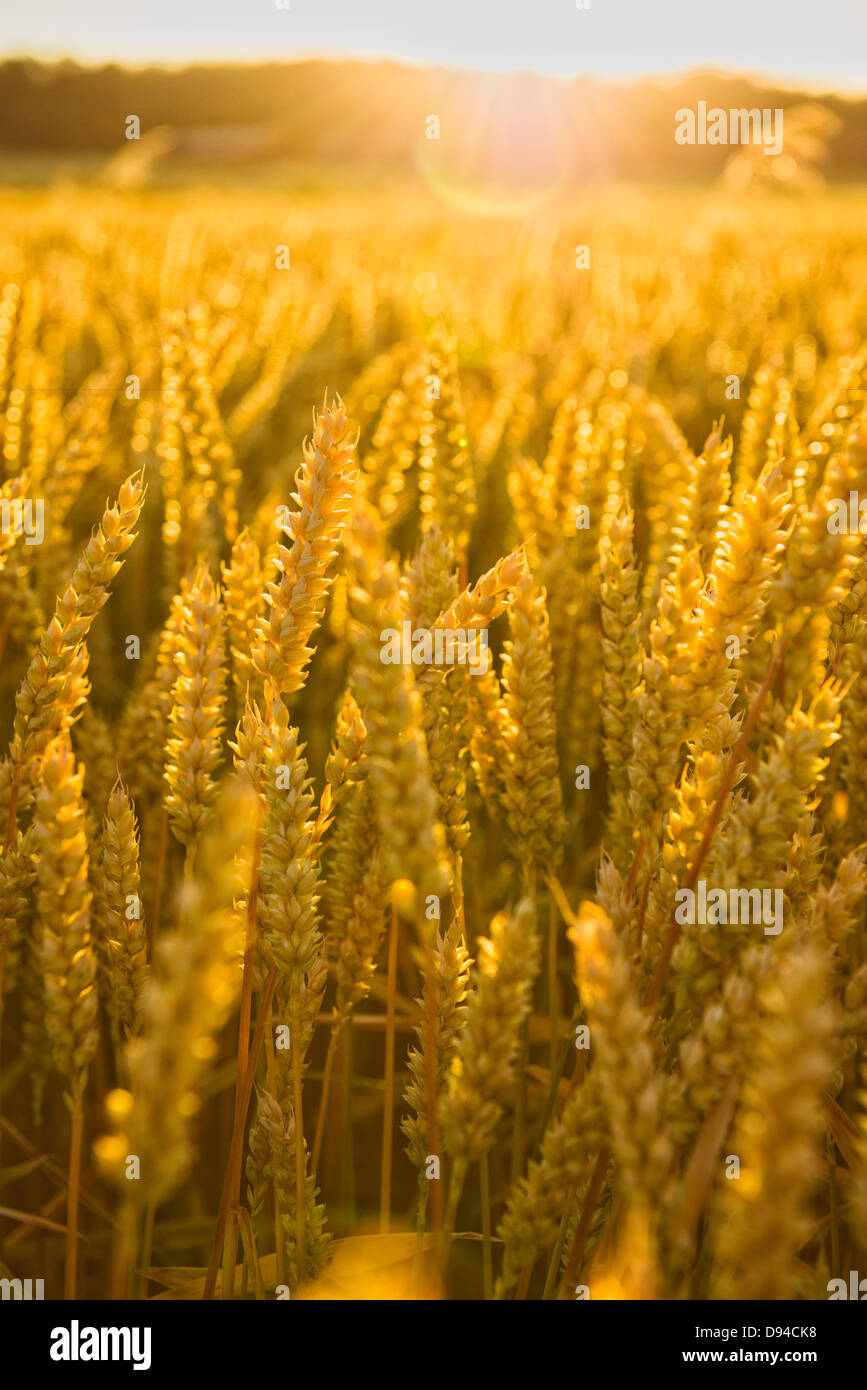 Wheat field, close-up Stock Photo - Alamy