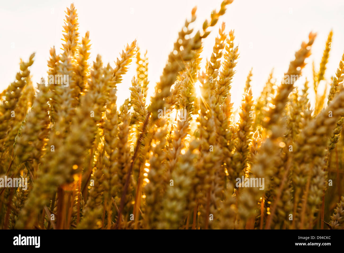 Wheat field, close-up Stock Photo - Alamy