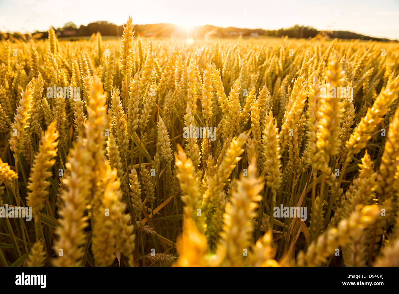 Wheat field, close-up Stock Photo - Alamy