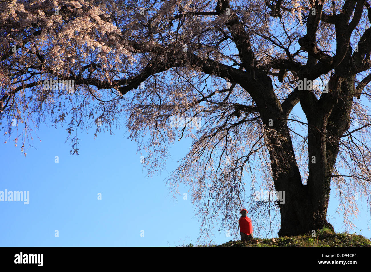 Weeping cherry tree and Jizo, Gunma, Japan Stock Photo - Alamy