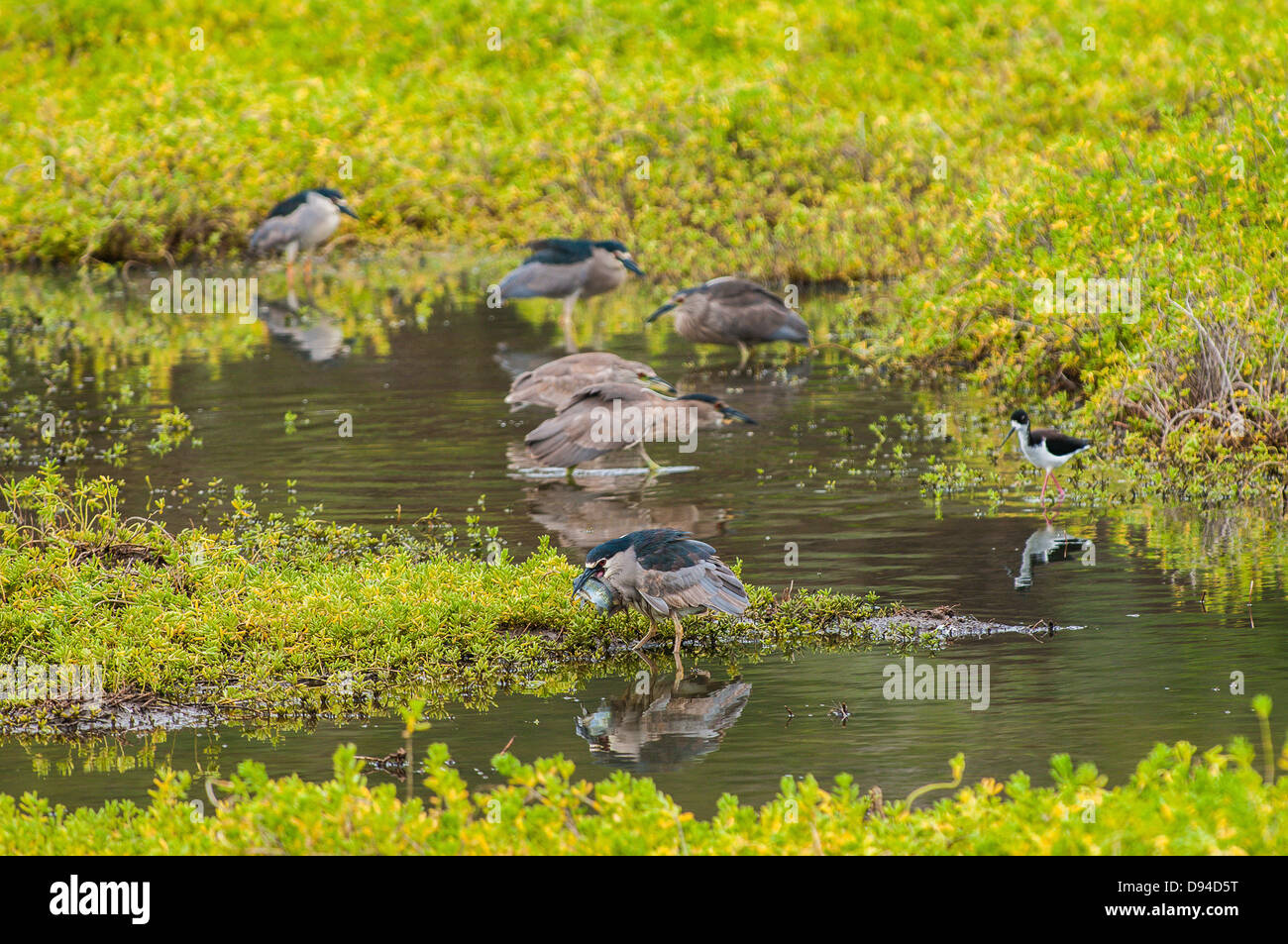 Heron ('Auku'u) fishing, Hamakua Marsh Bird Refuge, Kailua, Oahu ...