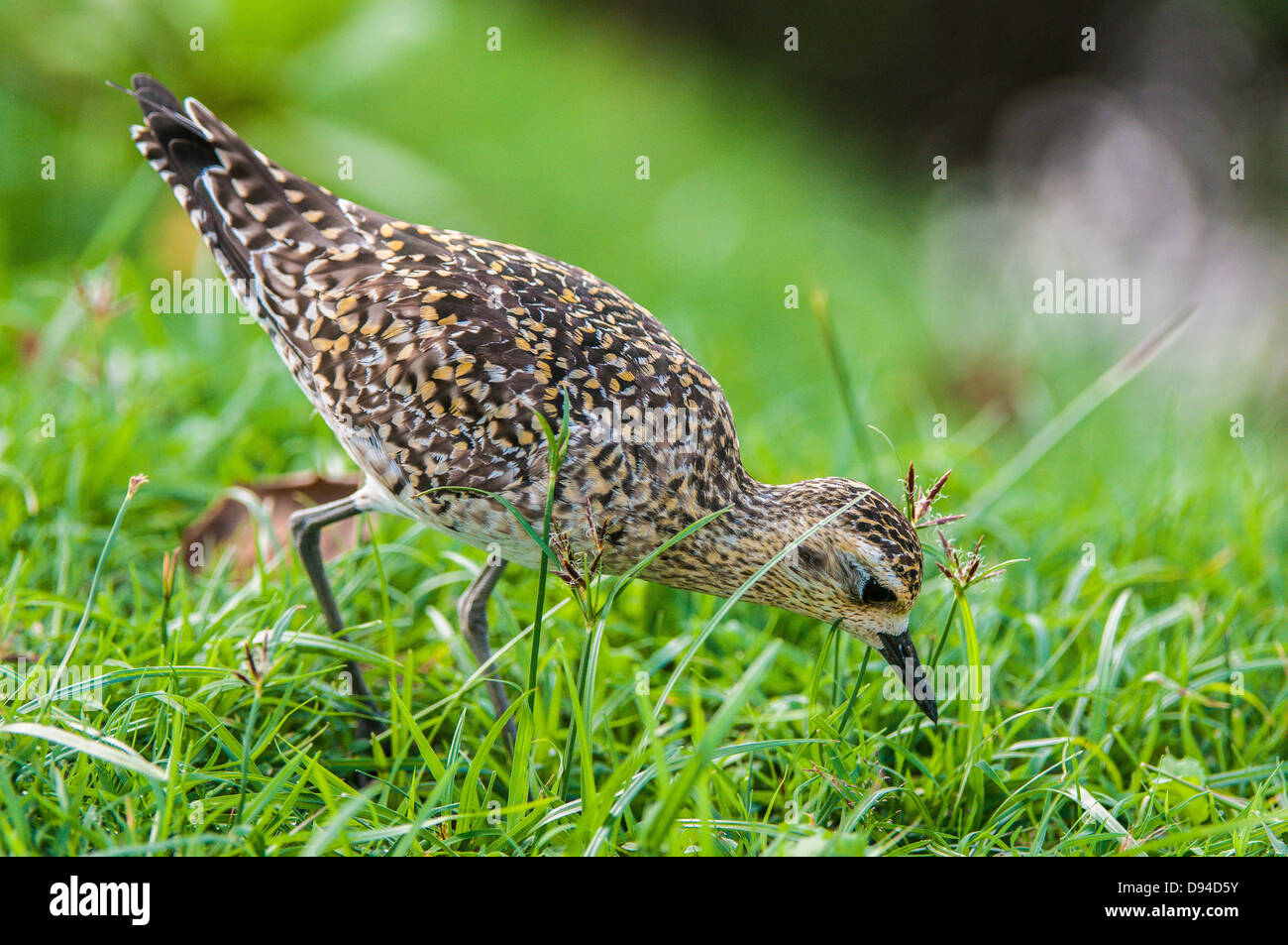 Marsh bird hi-res stock photography and images - Alamy