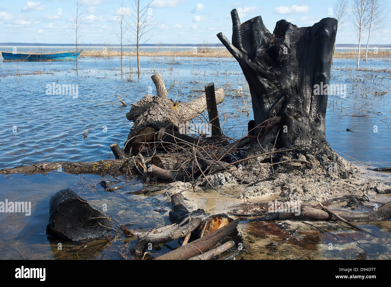 Burned stump on a flood lake shore. Spring nature landscape Stock Photo ...
