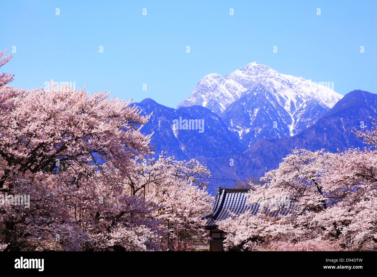 Mountain cherry blossoms hi-res stock photography and images - Alamy