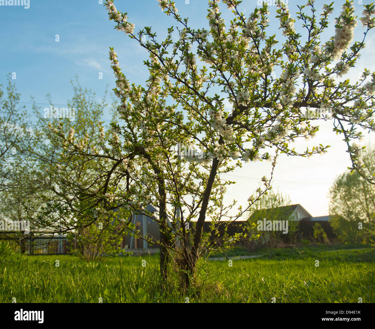 Beautiful home with blossoming cherry trees Stock Photo - Alamy