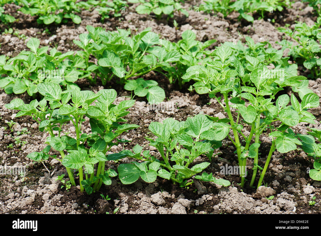 Rows of growth green potato plant in field. Selective focus Stock Photo ...