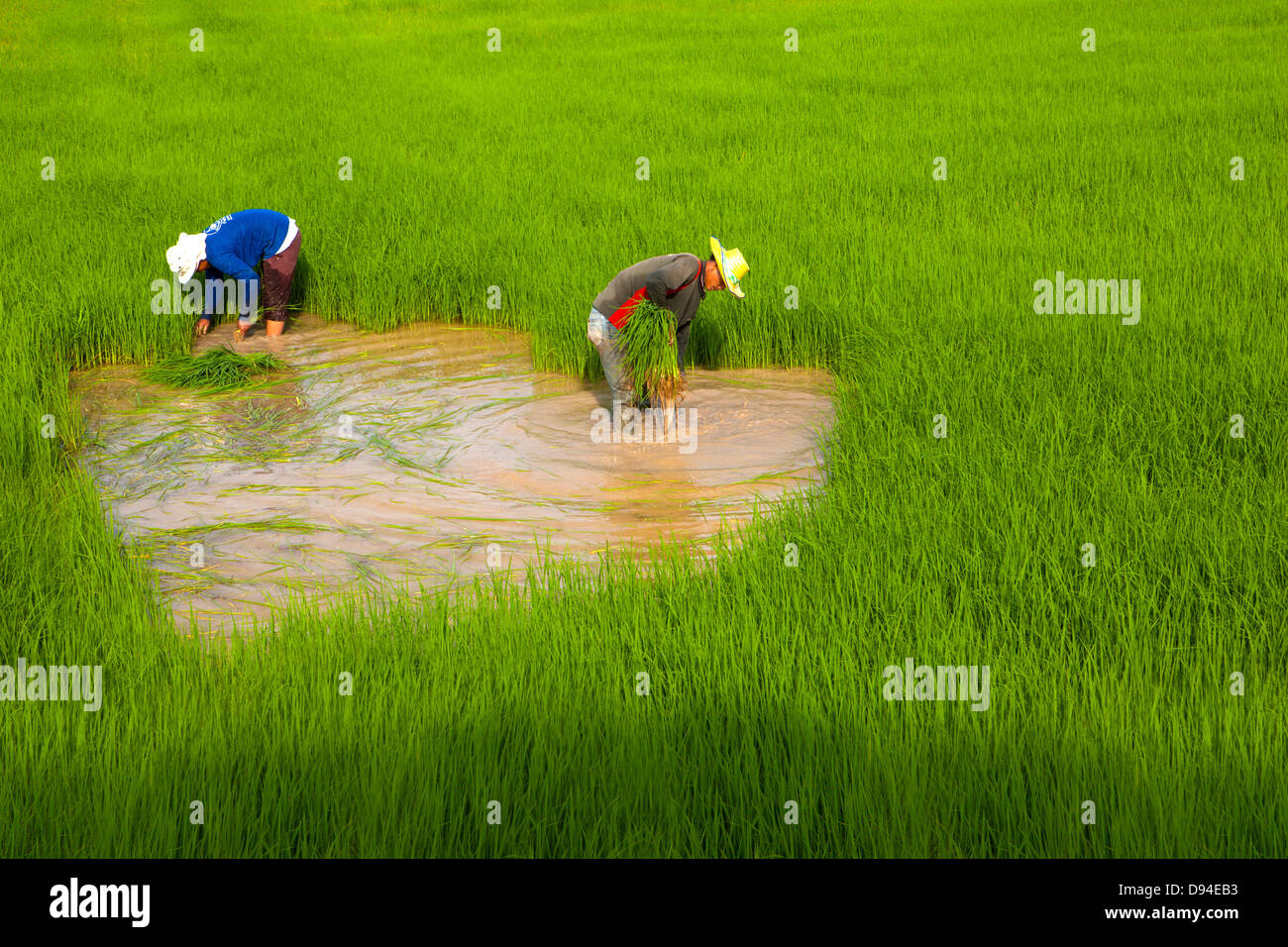 Rice farmer harvest cultivation tradition rural hi-res stock ...