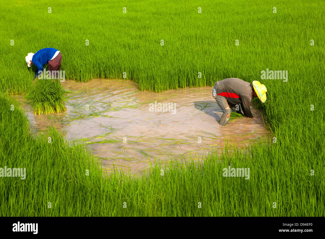 Farmer Rice farming Stock Photo - Alamy
