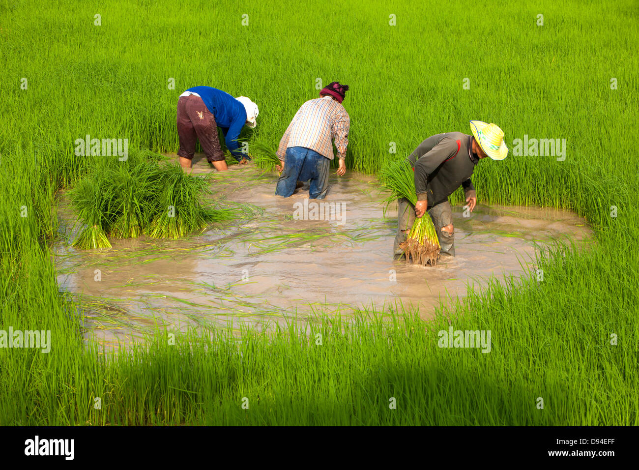 Farmer Rice farming Stock Photo - Alamy