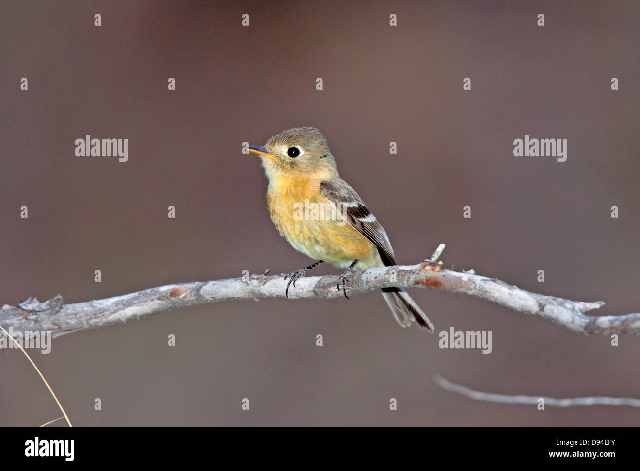 Buff-breasted Flycatcher Empidonax fulvifrons Huachuca Mountains ...