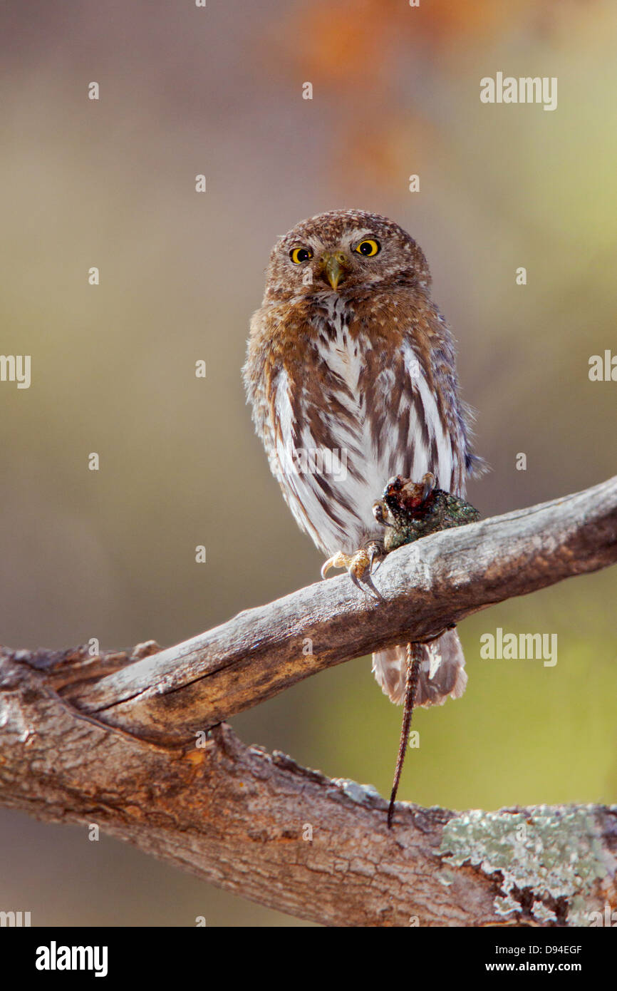 Northern pygmy owl arizona hi-res stock photography and images - Alamy