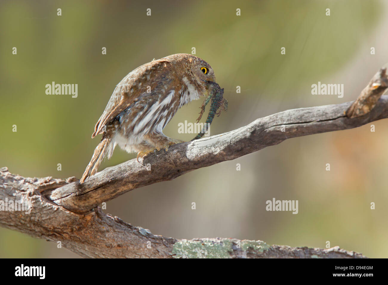 Northern Pygmy-Owl Glaucidium gnoma Huachuca Mountains, Cochise County ...