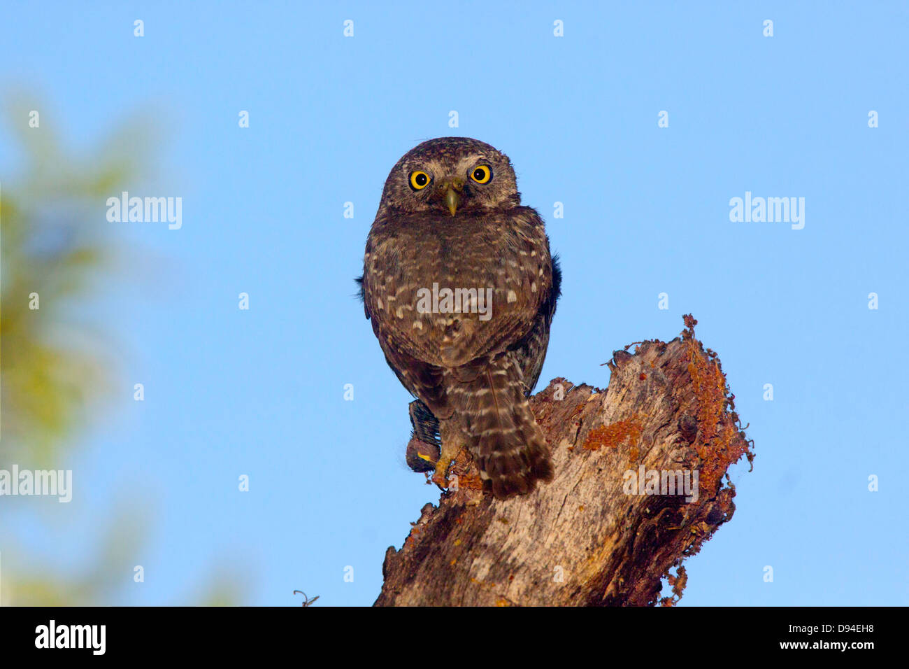 Northern Pygmy-Owl Glaucidium gnoma Huachuca Mountains, Cochise County ...