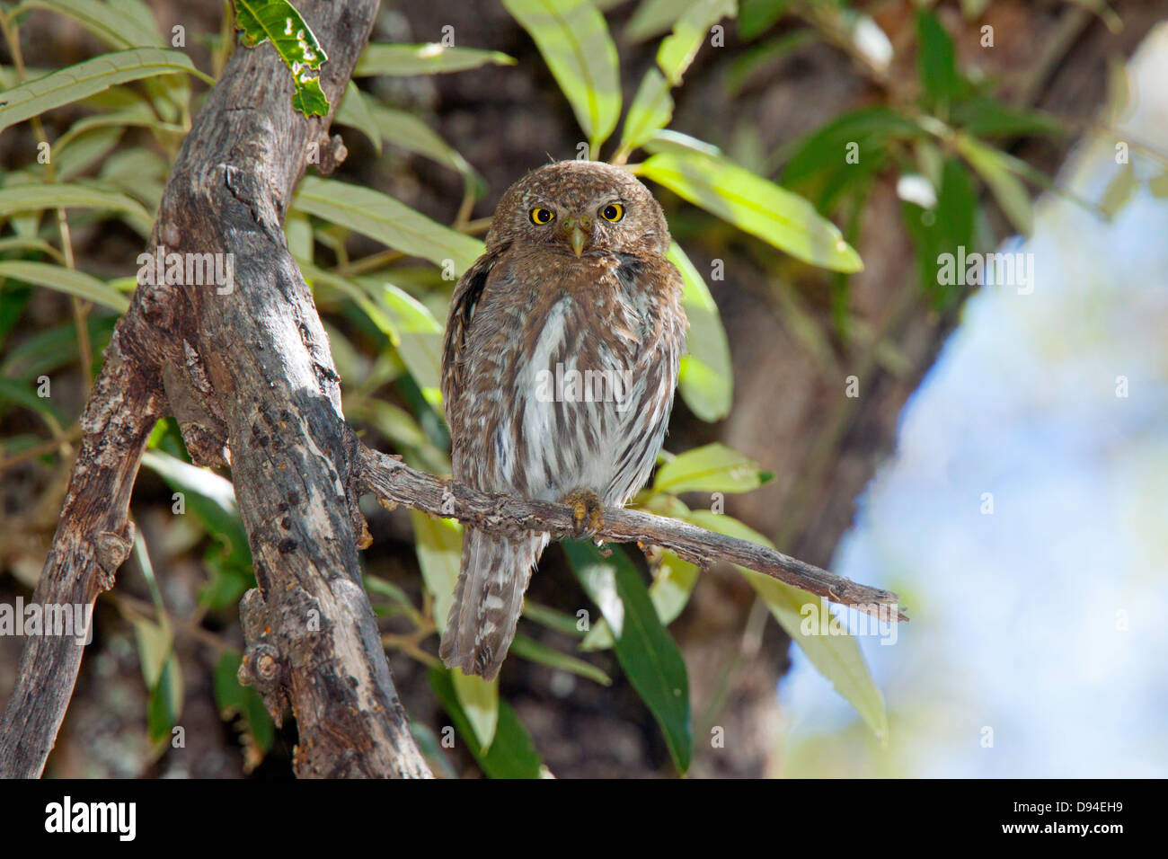 Northern Pygmy-Owl Glaucidium gnoma Huachuca Mountains, Cochise County ...