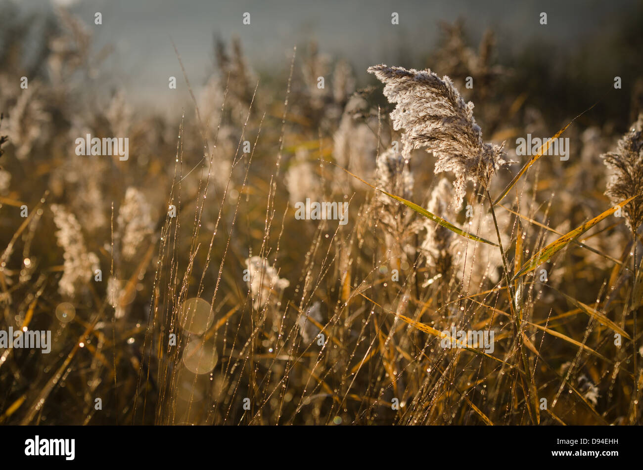 dew on grass lit with the light of rising sun Stock Photo - Alamy