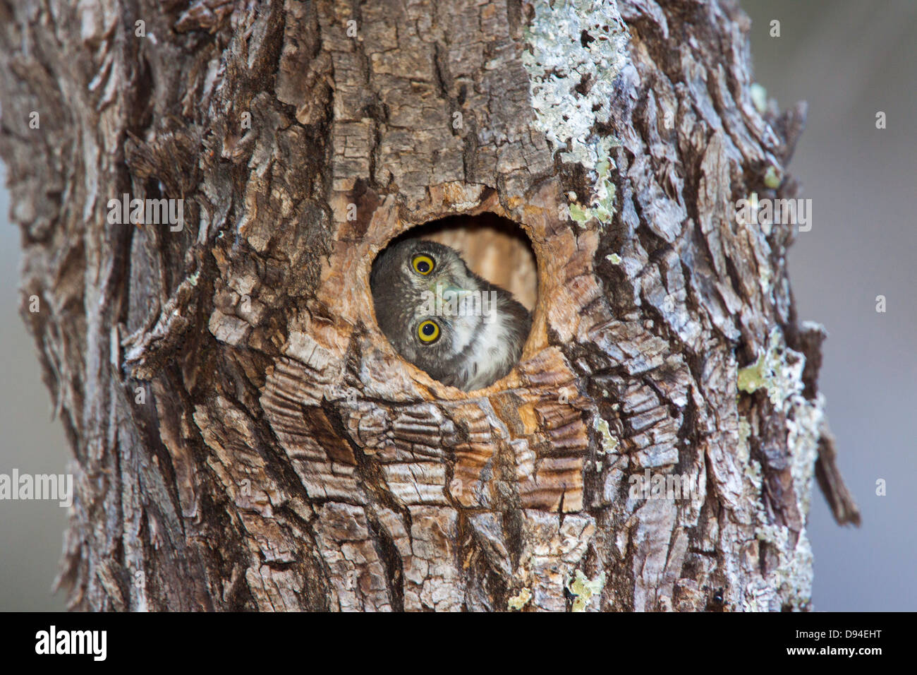 Northern pygmy owl nest hi-res stock photography and images - Alamy