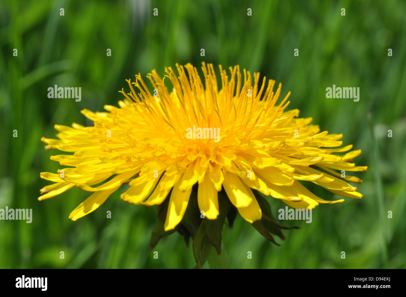 Löwenzahn taraxacum officinale hi-res stock photography and images - Alamy