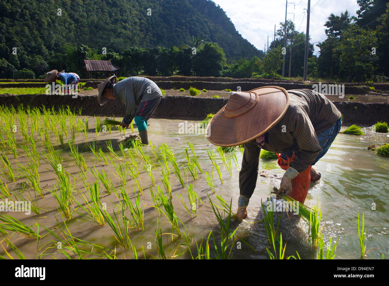 Farmer Rice farming Stock Photo - Alamy