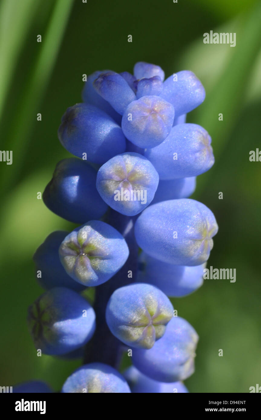 With muscari botryoides hi-res stock photography and images - Alamy