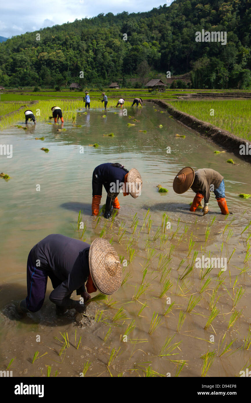 Farmer Rice farming Stock Photo - Alamy