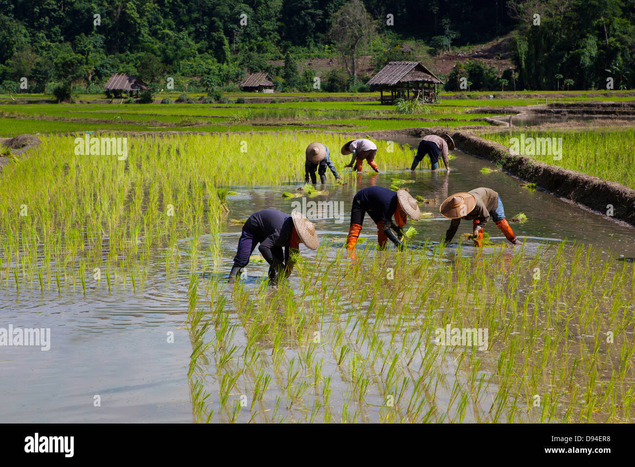 Farmer Rice farming Stock Photo - Alamy