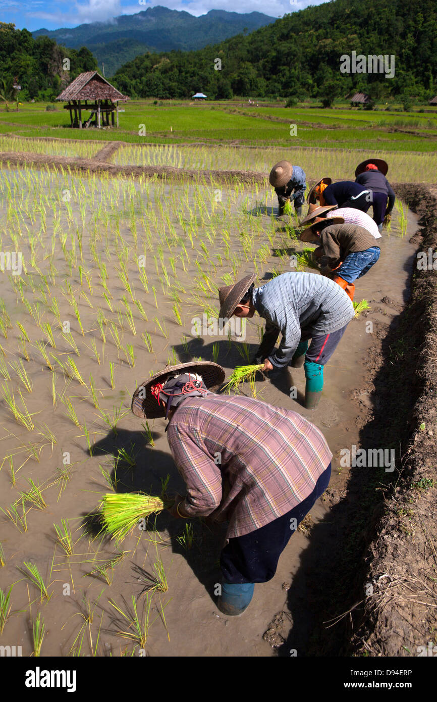 Farmer Rice farming Stock Photo - Alamy