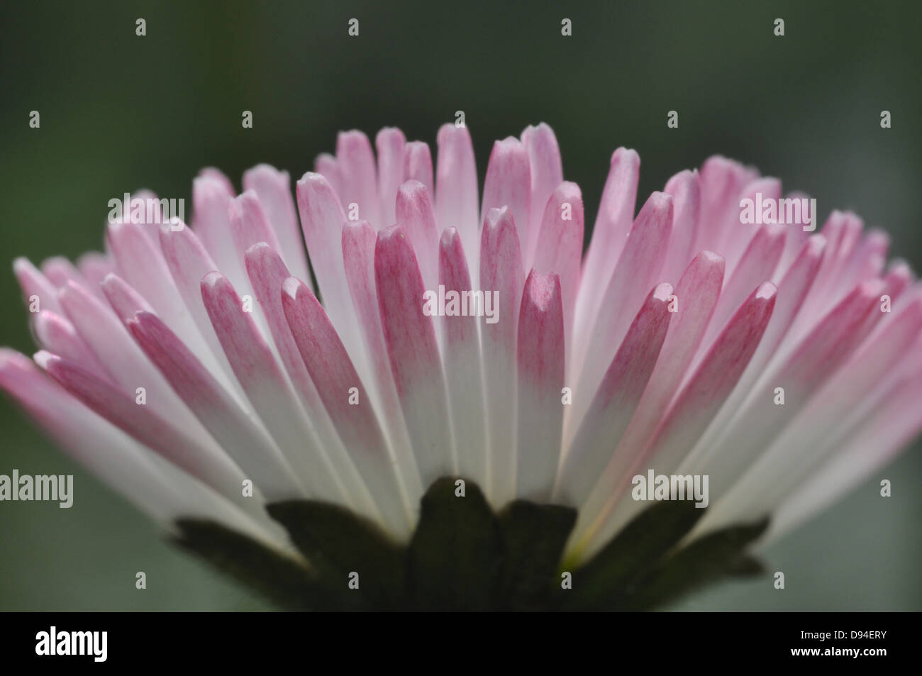 Bellis pink hi-res stock photography and images - Alamy