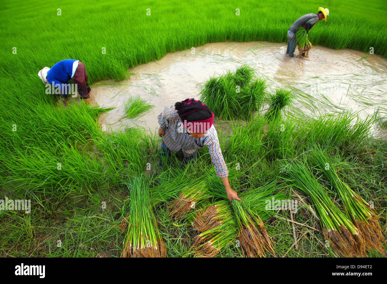 Farmer Rice farming Stock Photo - Alamy