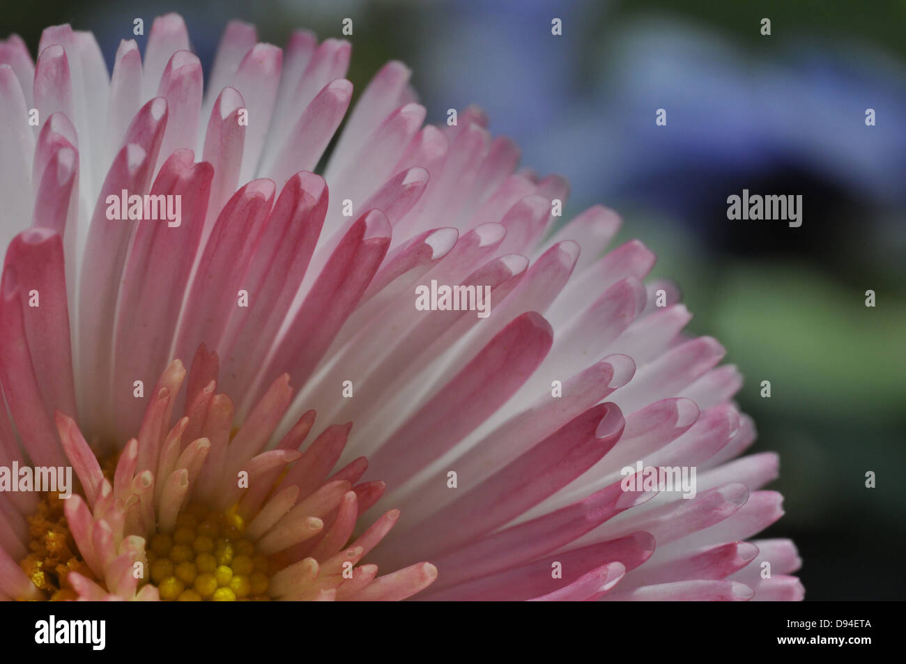Bellis pink hi-res stock photography and images - Alamy