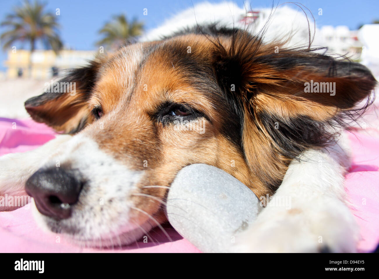 Dog with stone Stock Photo - Alamy