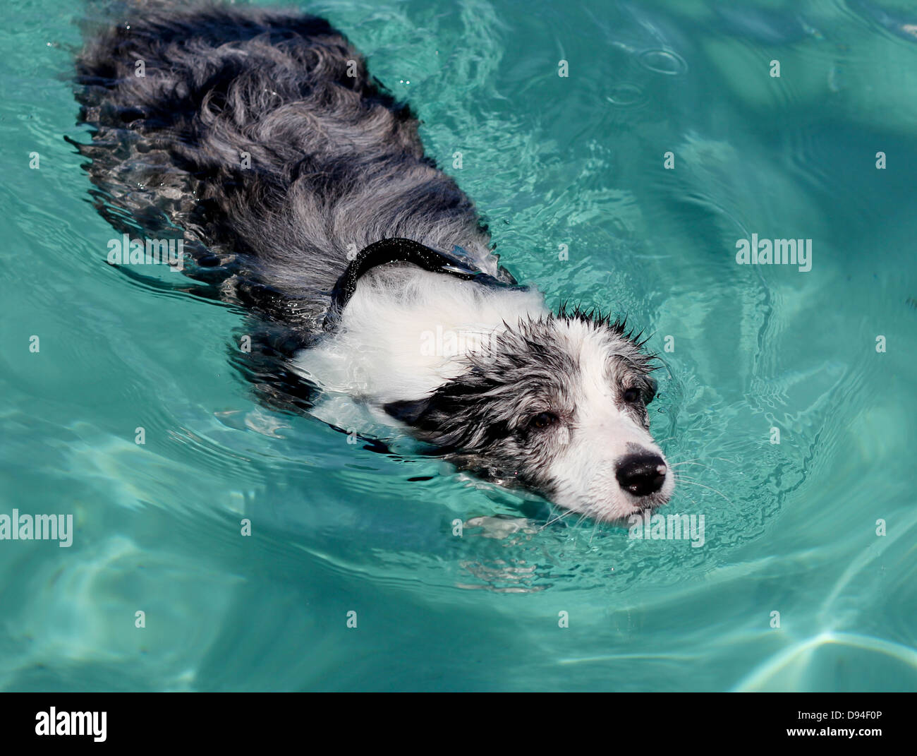 Aqua dog hi-res stock photography and images - Alamy