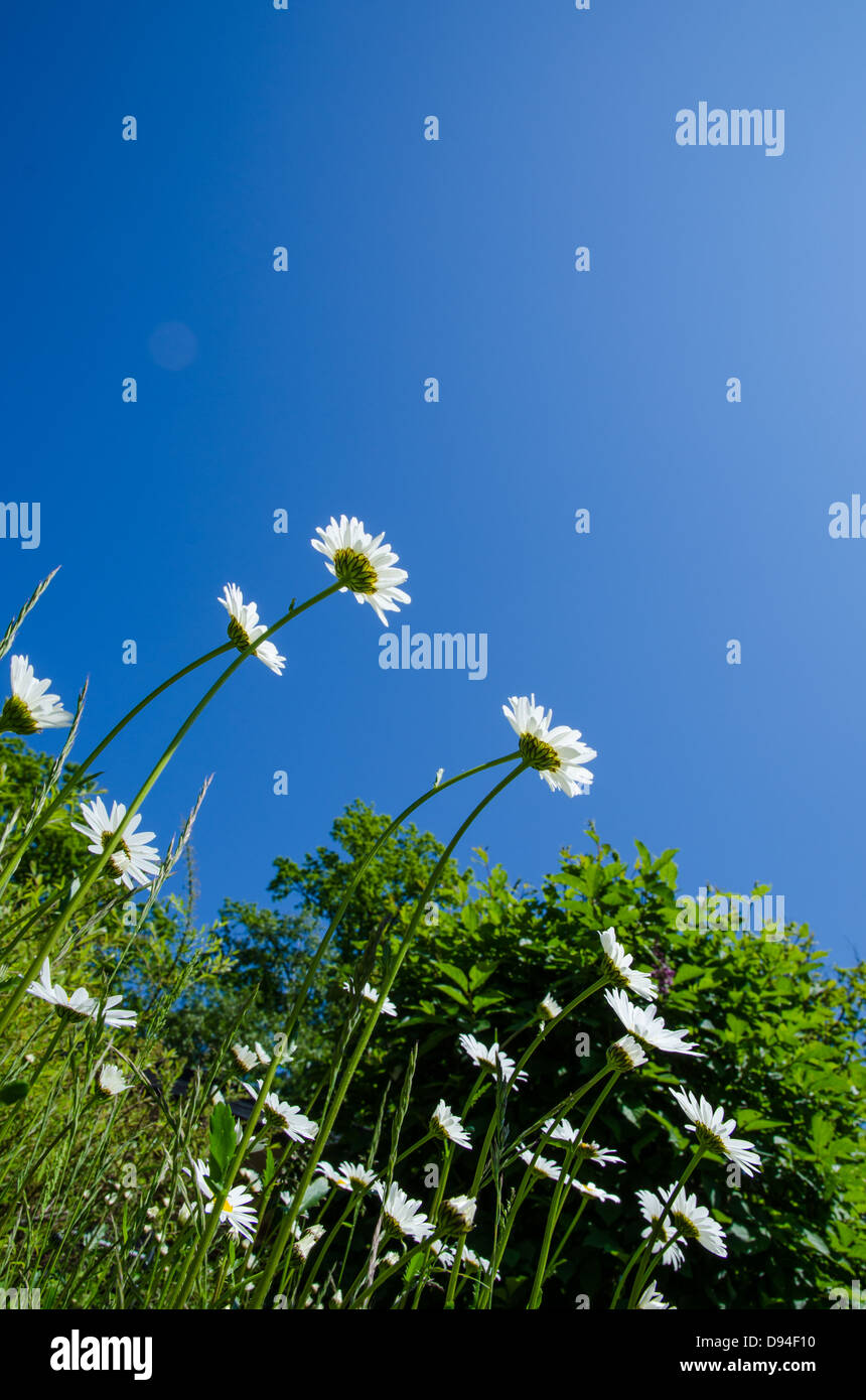 Daisy sky blue hi-res stock photography and images - Alamy