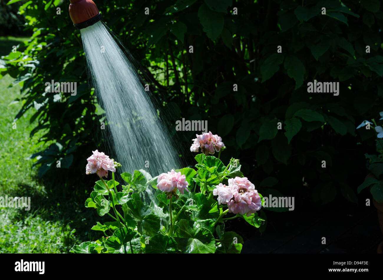 Watering pink geraniums in a garden Stock Photo - Alamy