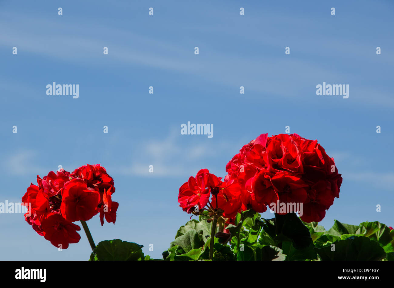 Sky blue geranium hi-res stock photography and images - Alamy