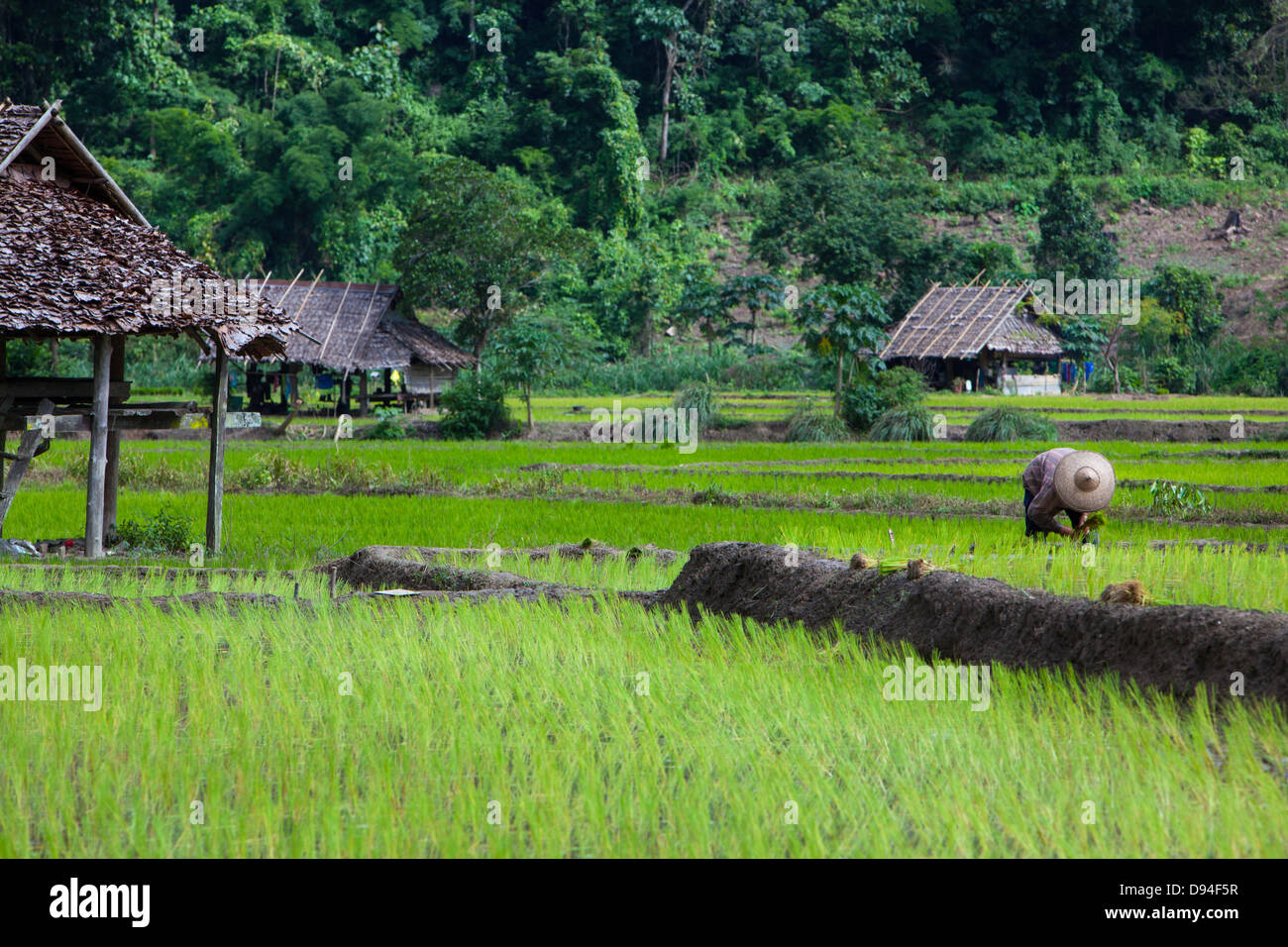 Farmer Rice farming Stock Photo - Alamy