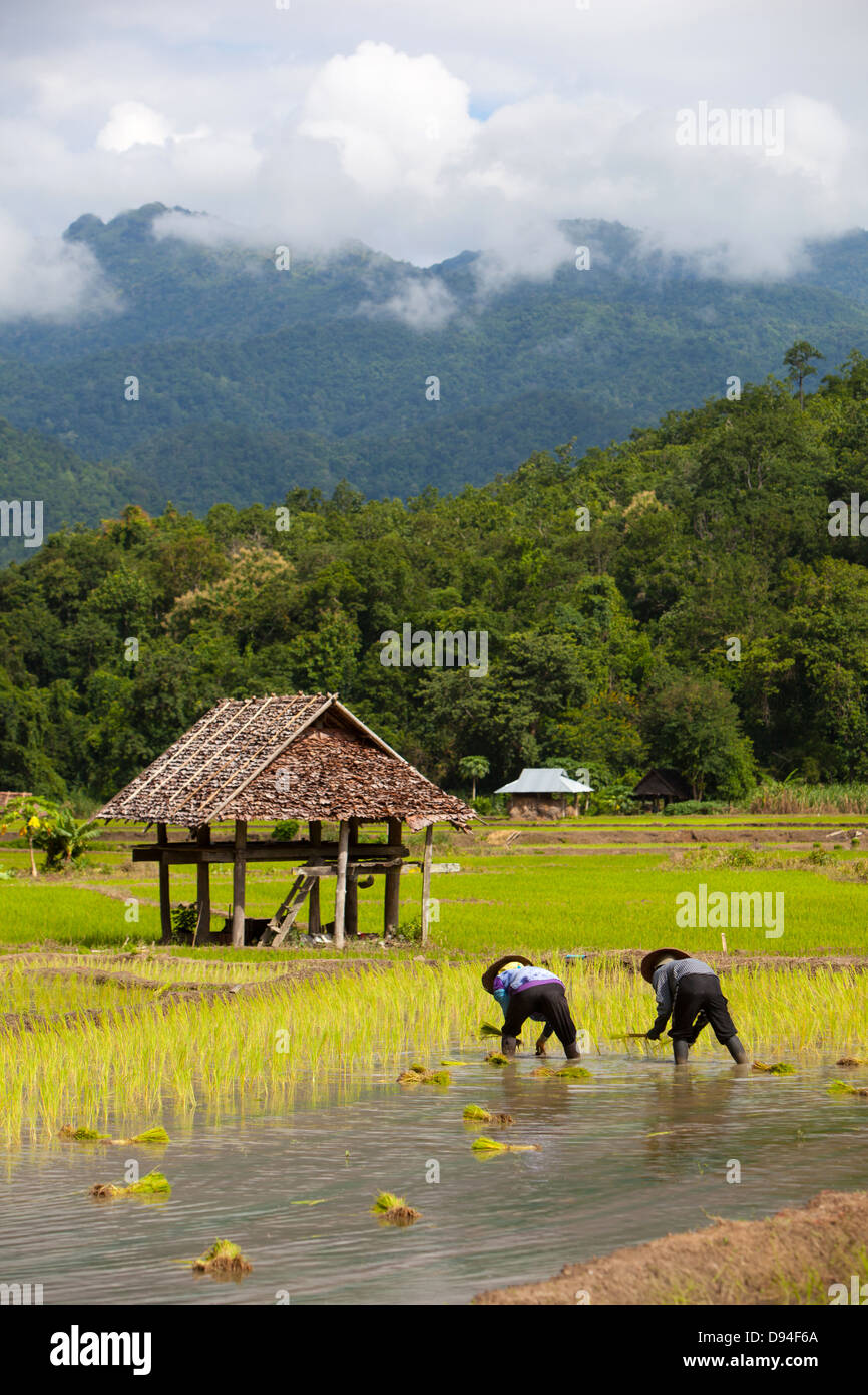 Farmer Rice farming Stock Photo - Alamy