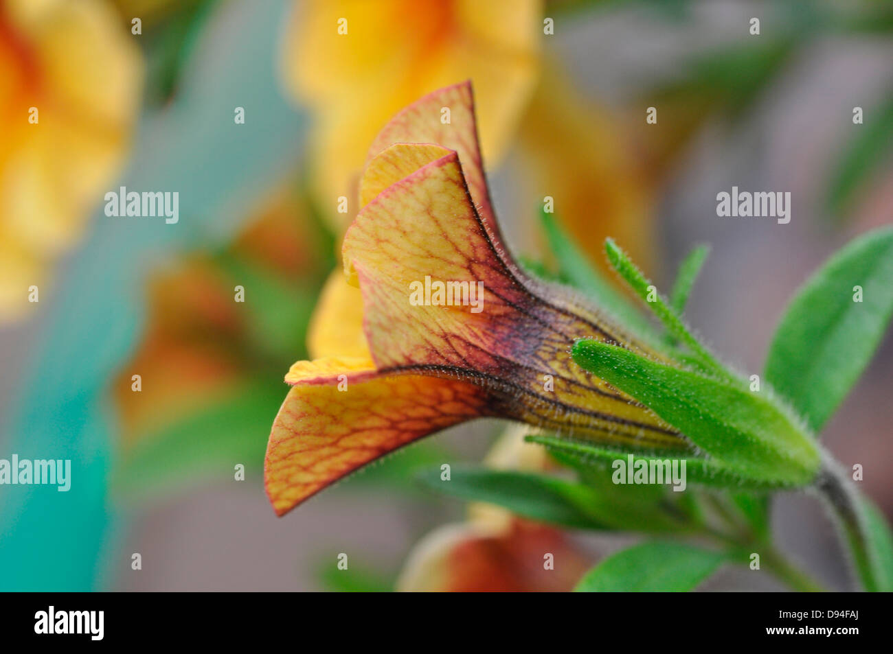 Petunia calibrachoa hi-res stock photography and images - Alamy