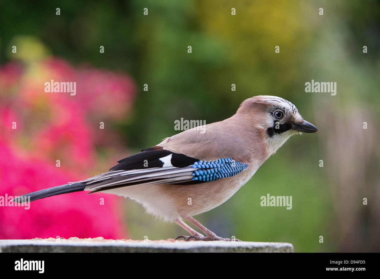 Jay bird uk hi-res stock photography and images - Alamy