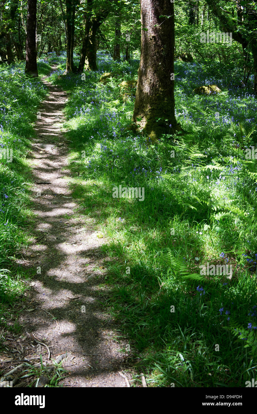 Devon pathway hi-res stock photography and images - Alamy