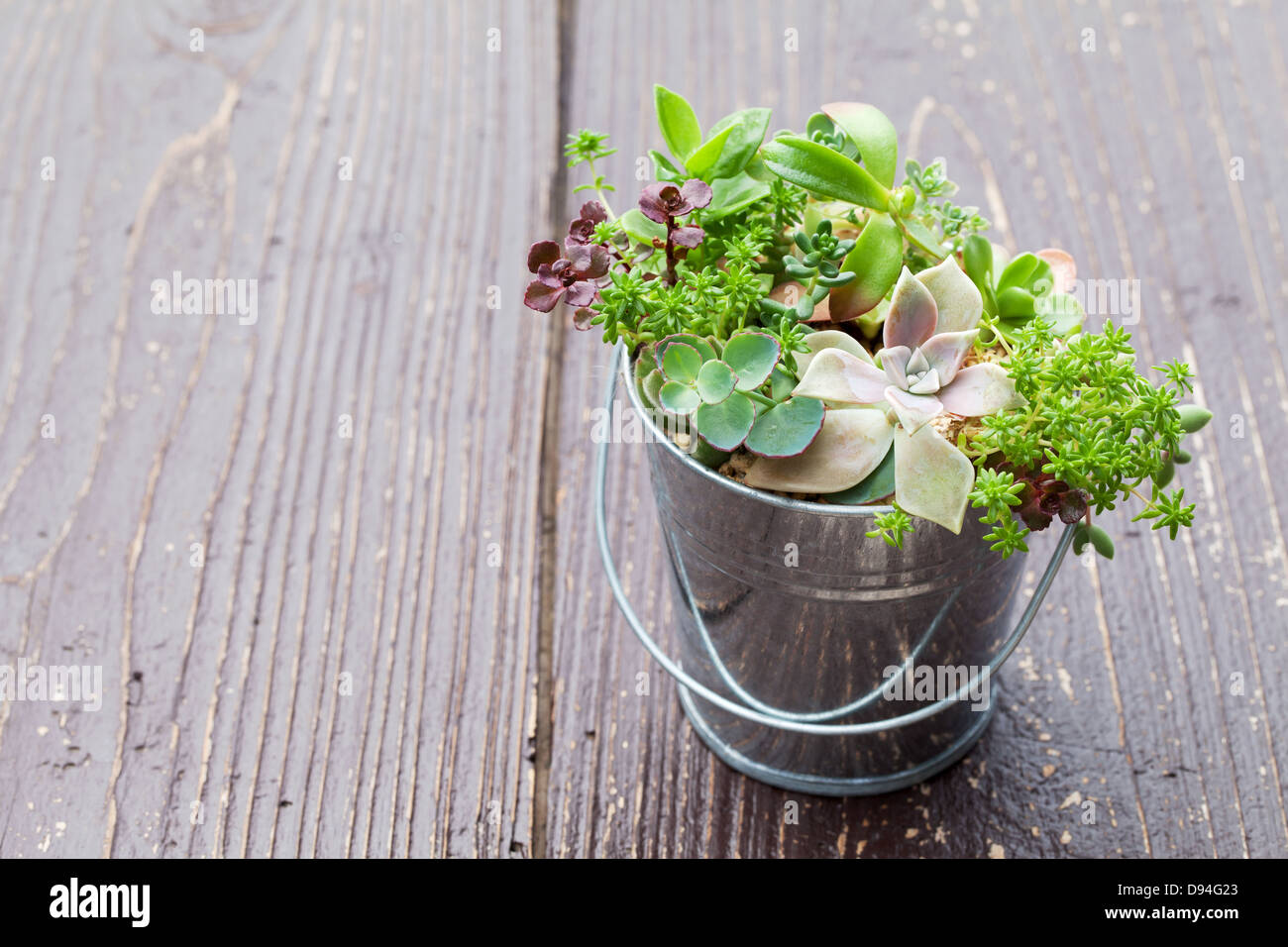 Little plant in a bucket on wooden table Stock Photo - Alamy