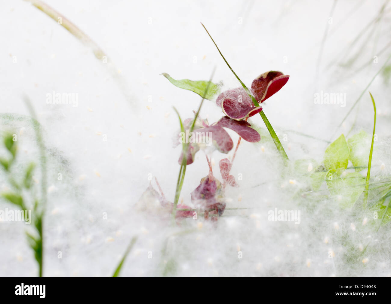 Poplar plants hi-res stock photography and images - Alamy