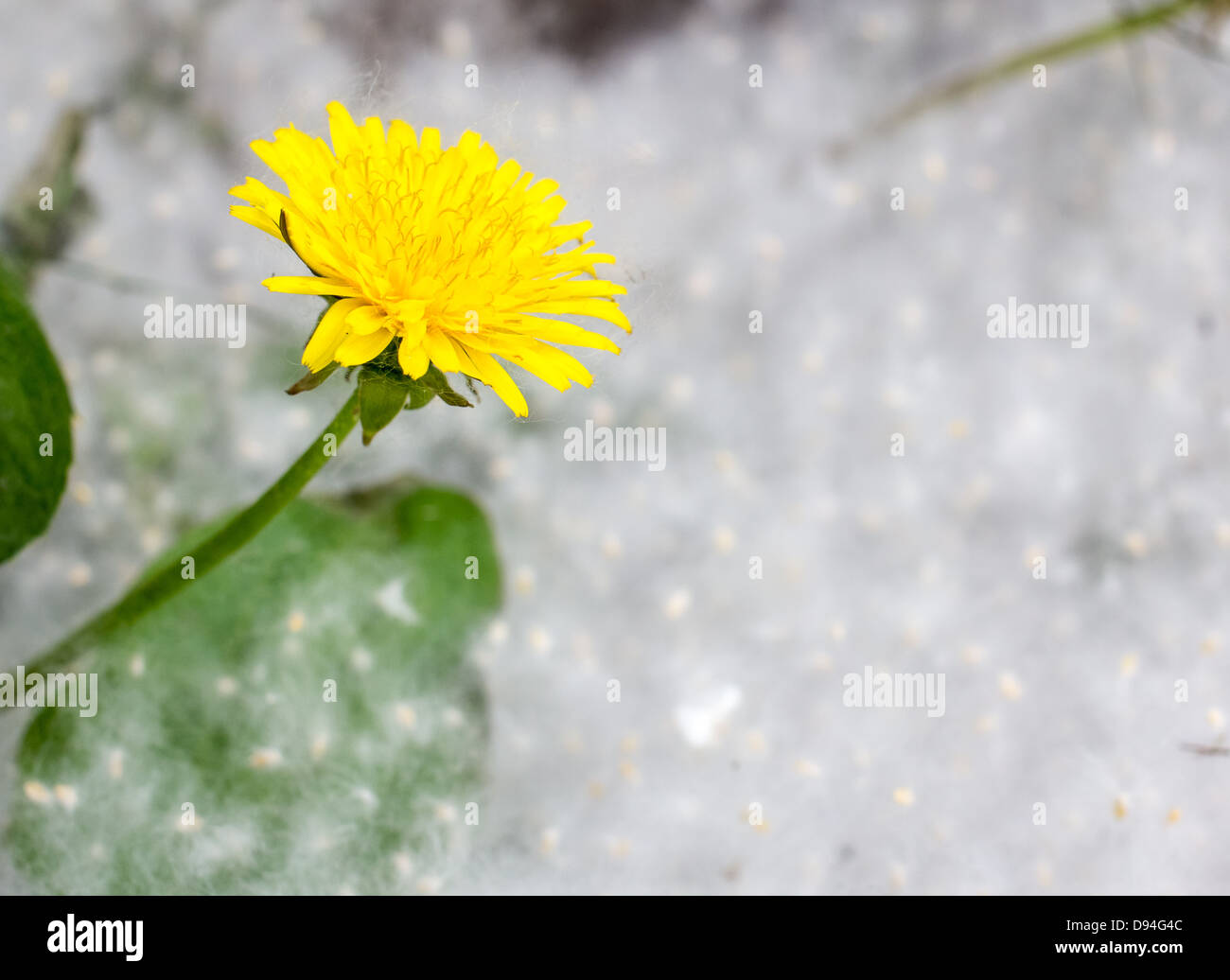 Yellow Snow Pollen