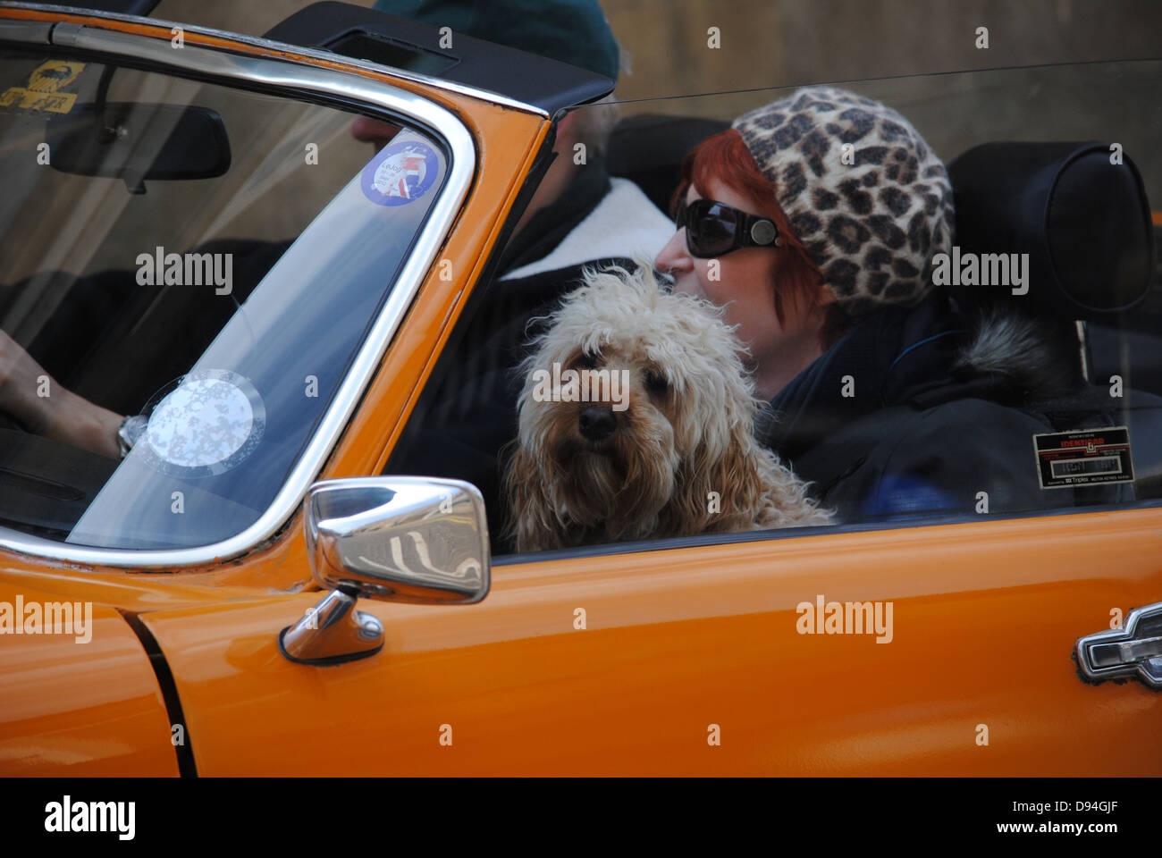 Car ride dog hi-res stock photography and images - Alamy