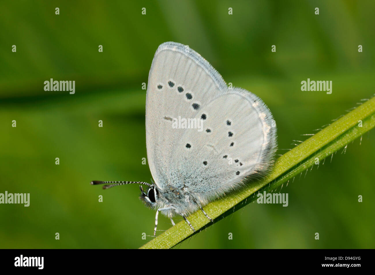 Small blue butterfly hi-res stock photography and images - Alamy