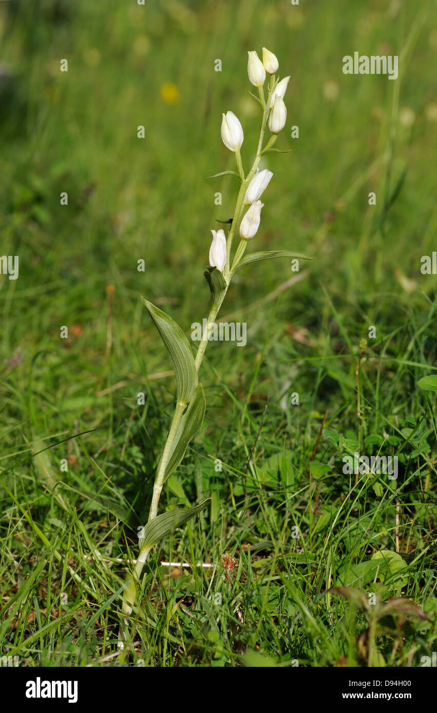 White Helleborine - Cephalanthera damasonium Stock Photo - Alamy