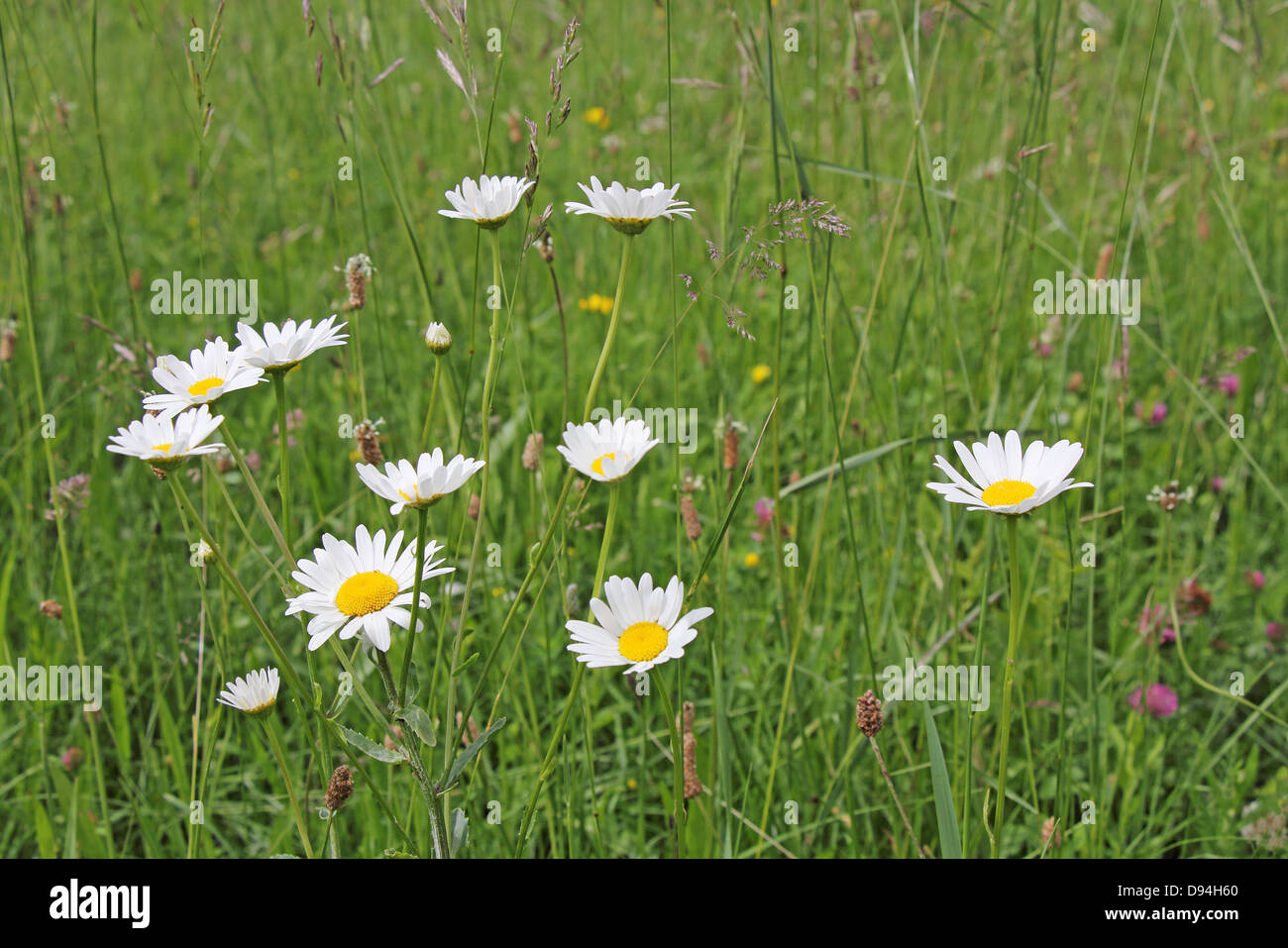 Summer field daisies meadow flora hi-res stock photography and images ...
