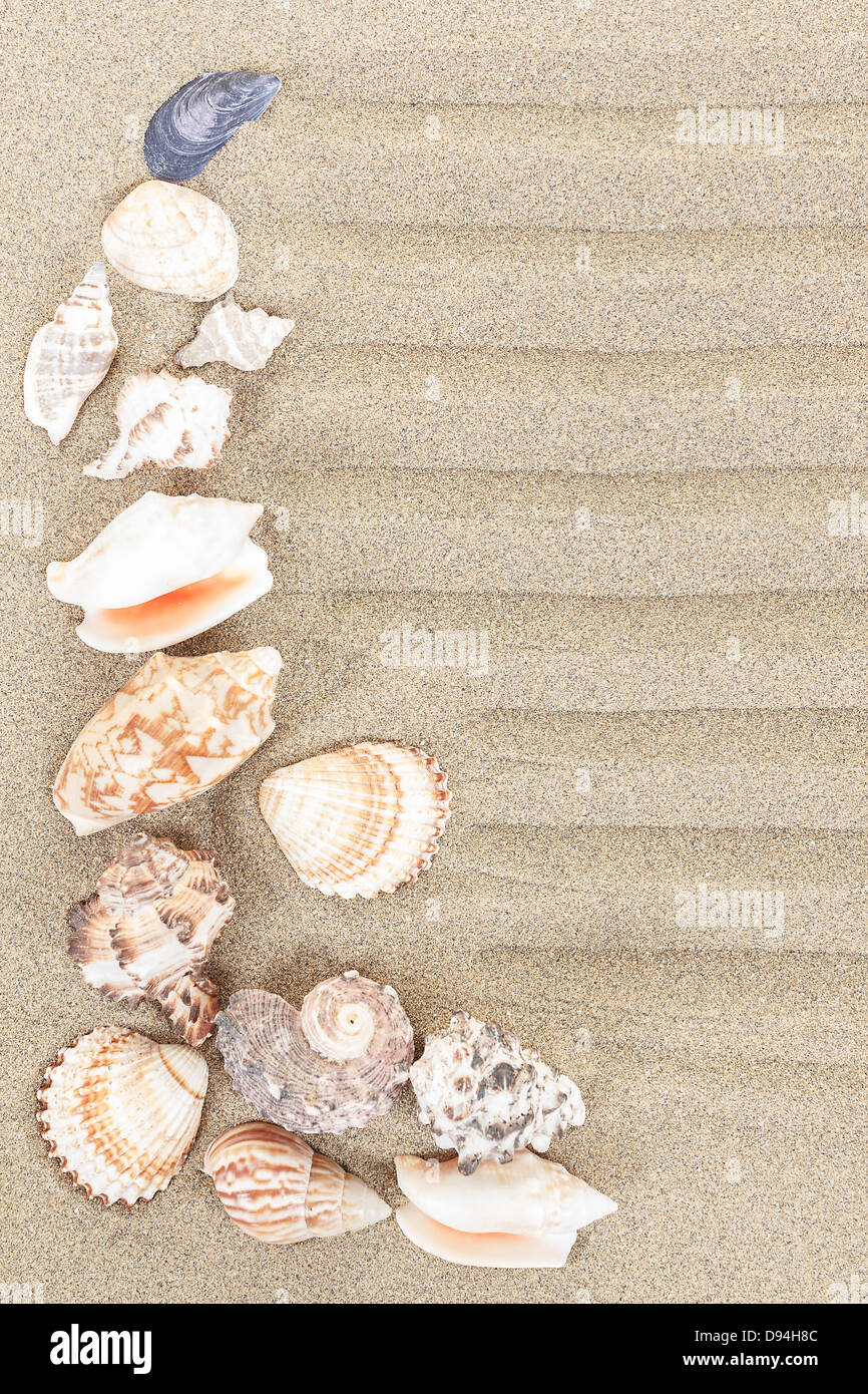 sea shells with sand as background or backdrop Stock Photo - Alamy