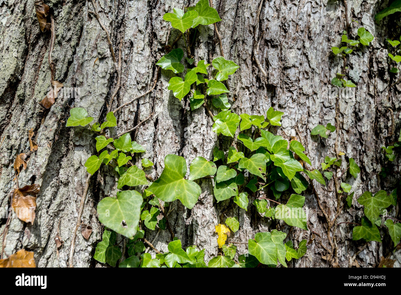 Ivy climbing tree hi-res stock photography and images - Alamy