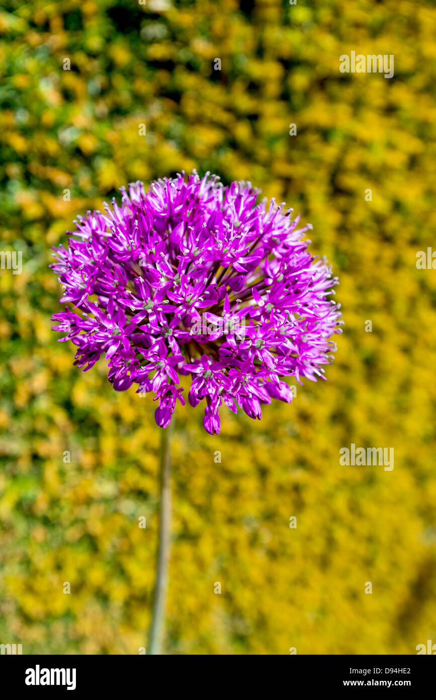 An alium blossom Stock Photo - Alamy