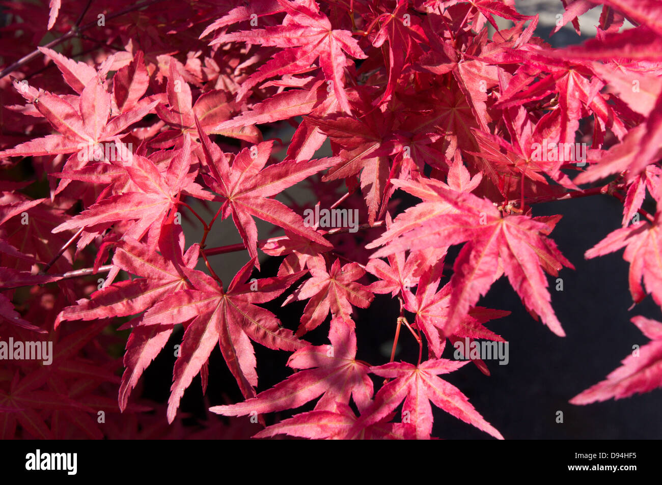 Japanese maple hi-res stock photography and images - Alamy